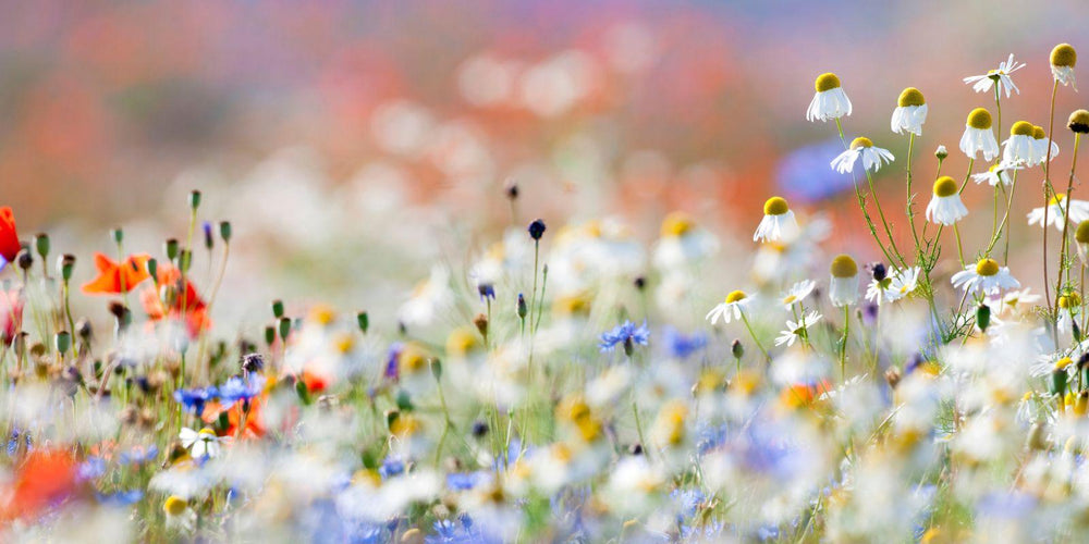 Creëer je eigen wilde bloemenweide voor een levendige tuin – Happlify